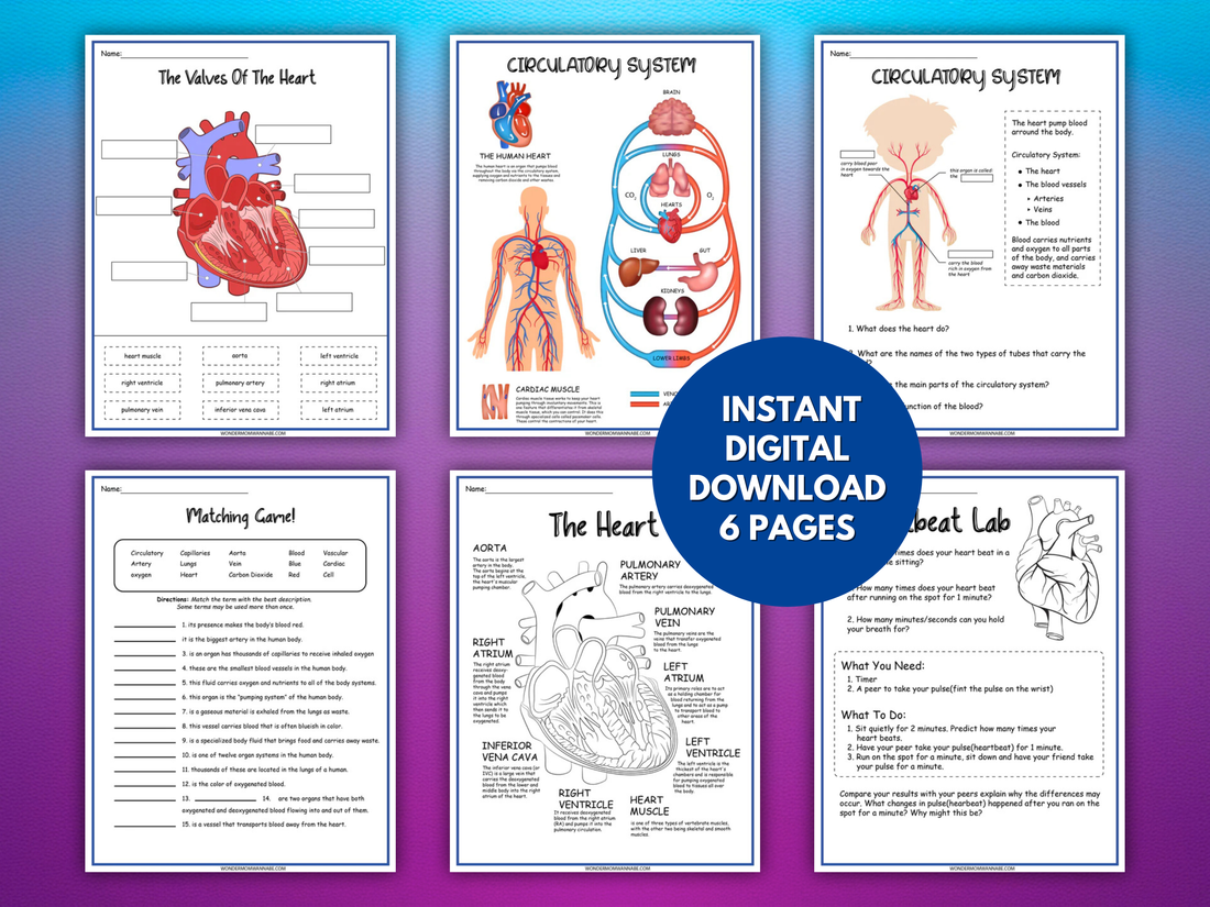 Circulatory System Activity Set – Printable Heart Diagram, Word Scramb ...