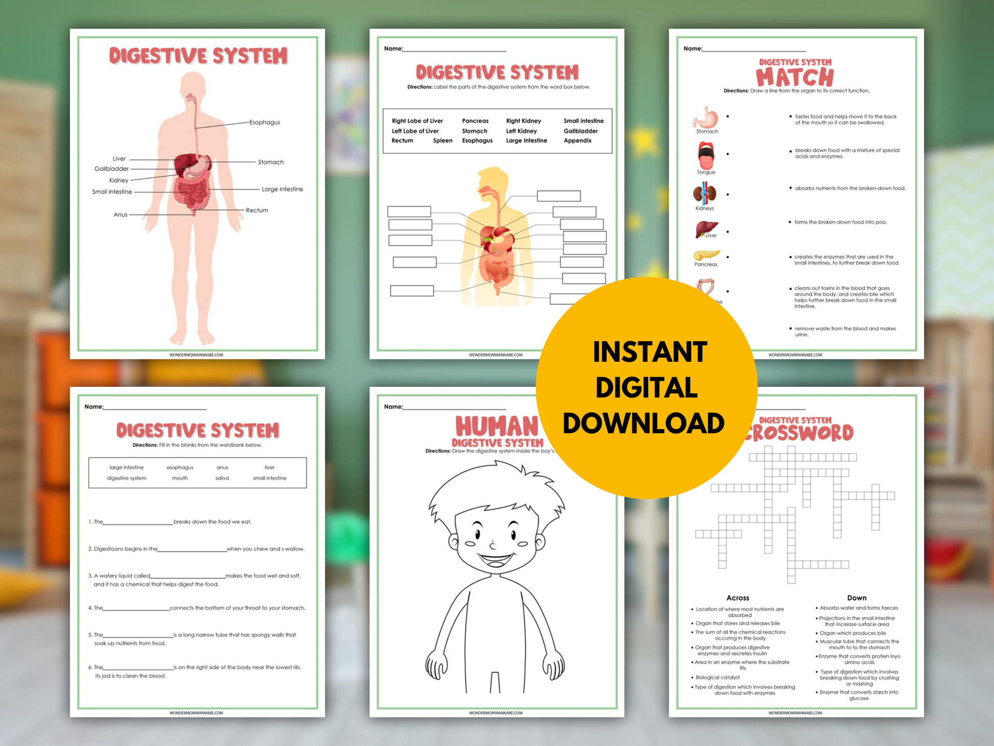 Digestive System Activity Set – Printable Digestive Diagram, Word Sear ...