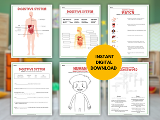 Digestive System Activity Set – Printable Digestive Diagram, Word Sear ...