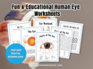 Human Eye Activity Set – Printable Eye Diagram, Word Search, Eye ...