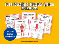 Muscular System Activity Set – Printable Muscle Diagram, Word Search ...