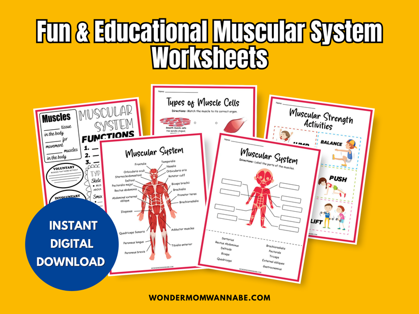 Muscular System Activity Set – Printable Muscle Diagram, Word Search ...