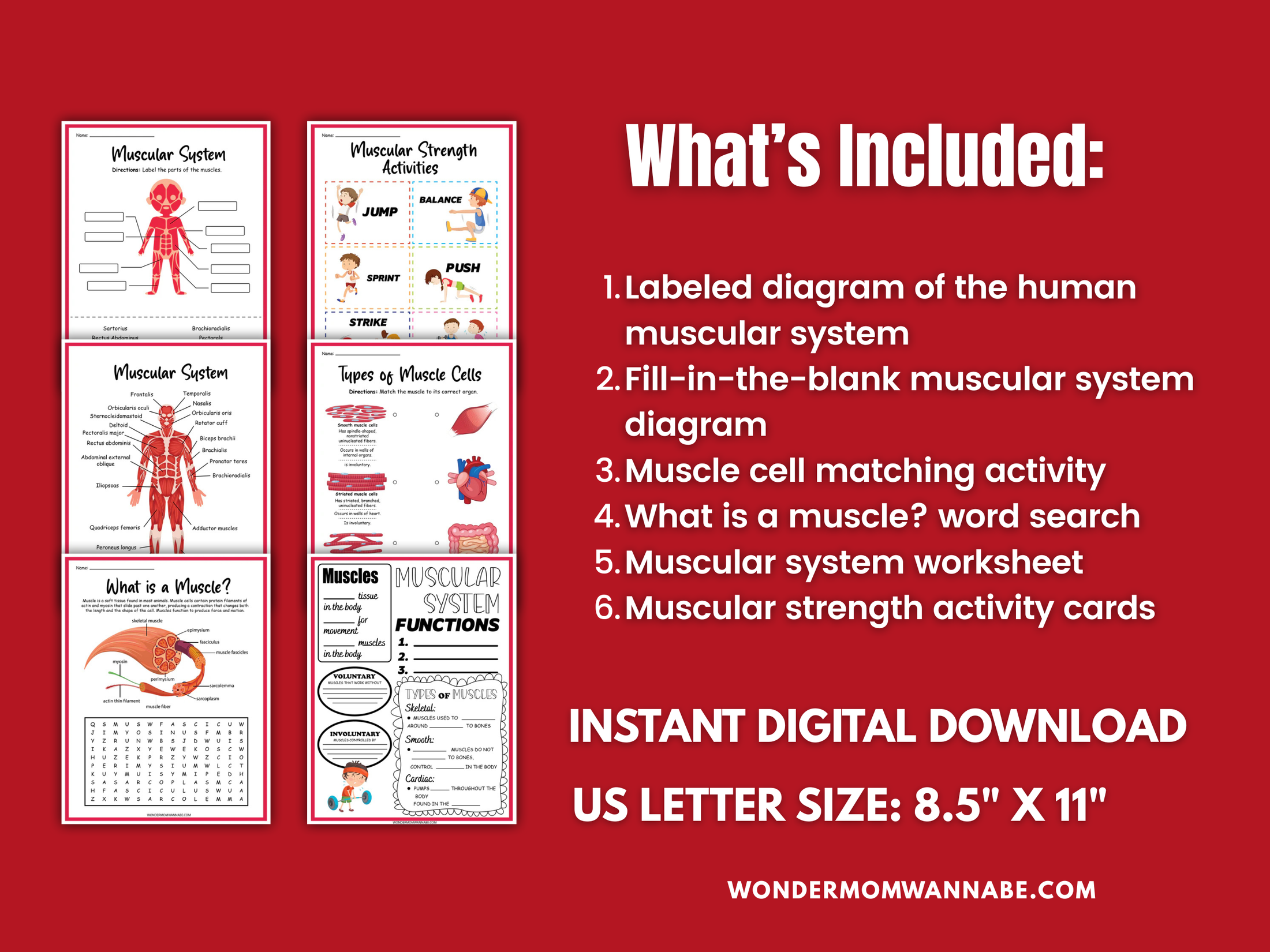 Muscular System Activity Set – Printable Muscle Diagram, Word Search ...