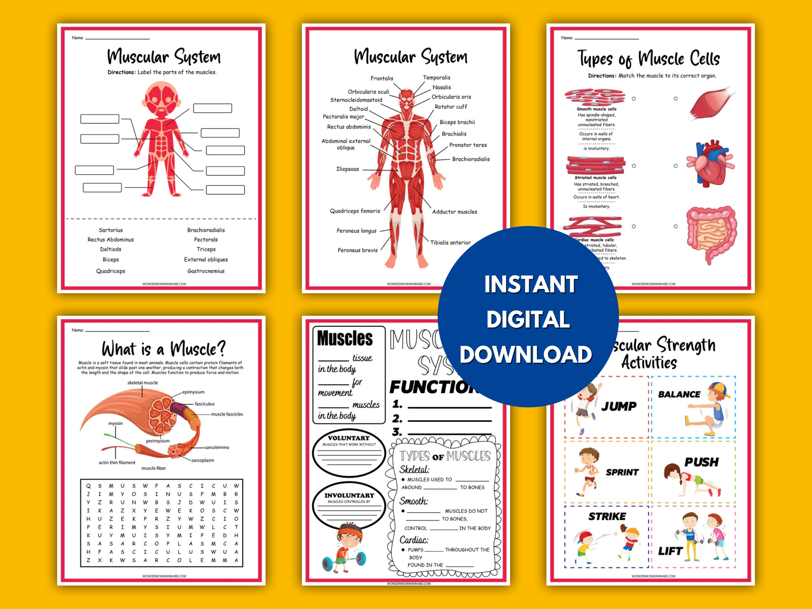 Muscular System Activity Set – Printable Muscle Diagram, Word Search ...
