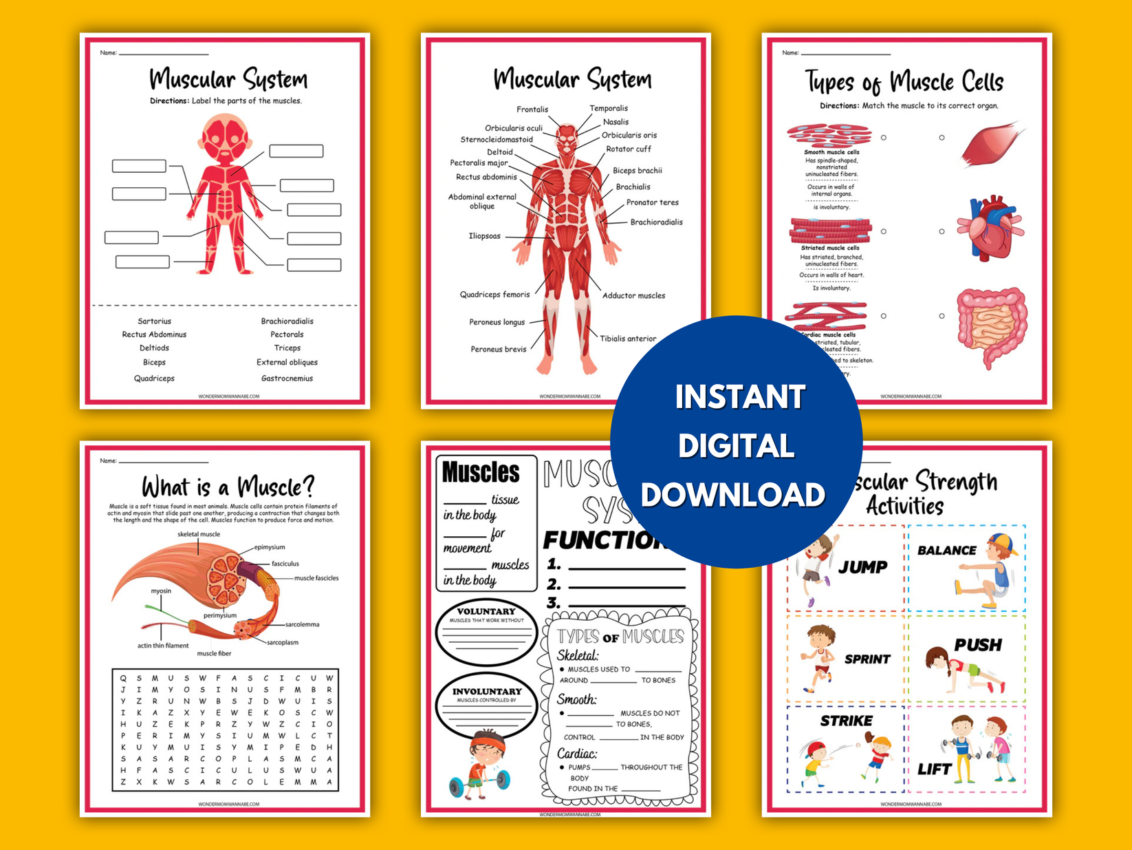 Muscular System Activity Set – Printable Muscle Diagram, Word Search ...