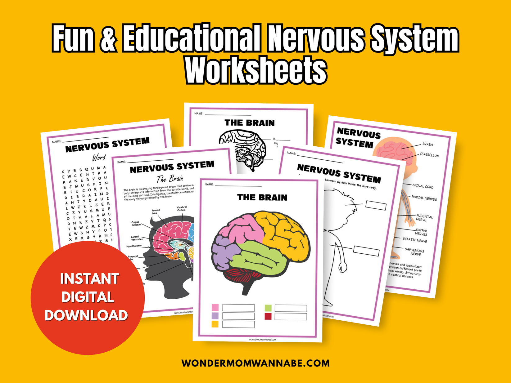 Nervous System Activity Set – Printable Brain Diagram, Word Search ...