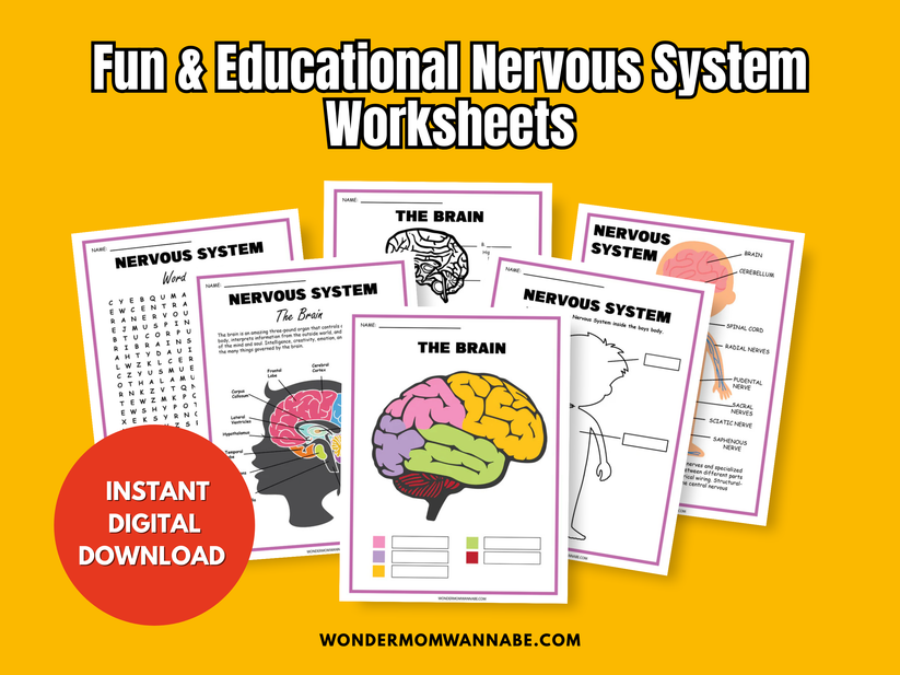 Nervous System Activity Set – Printable Brain Diagram, Word Search ...