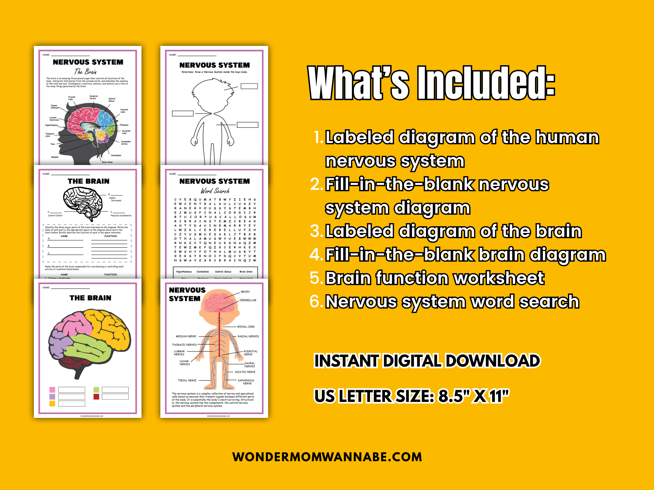 Nervous System Activity Set – Printable Brain Diagram, Word Search ...