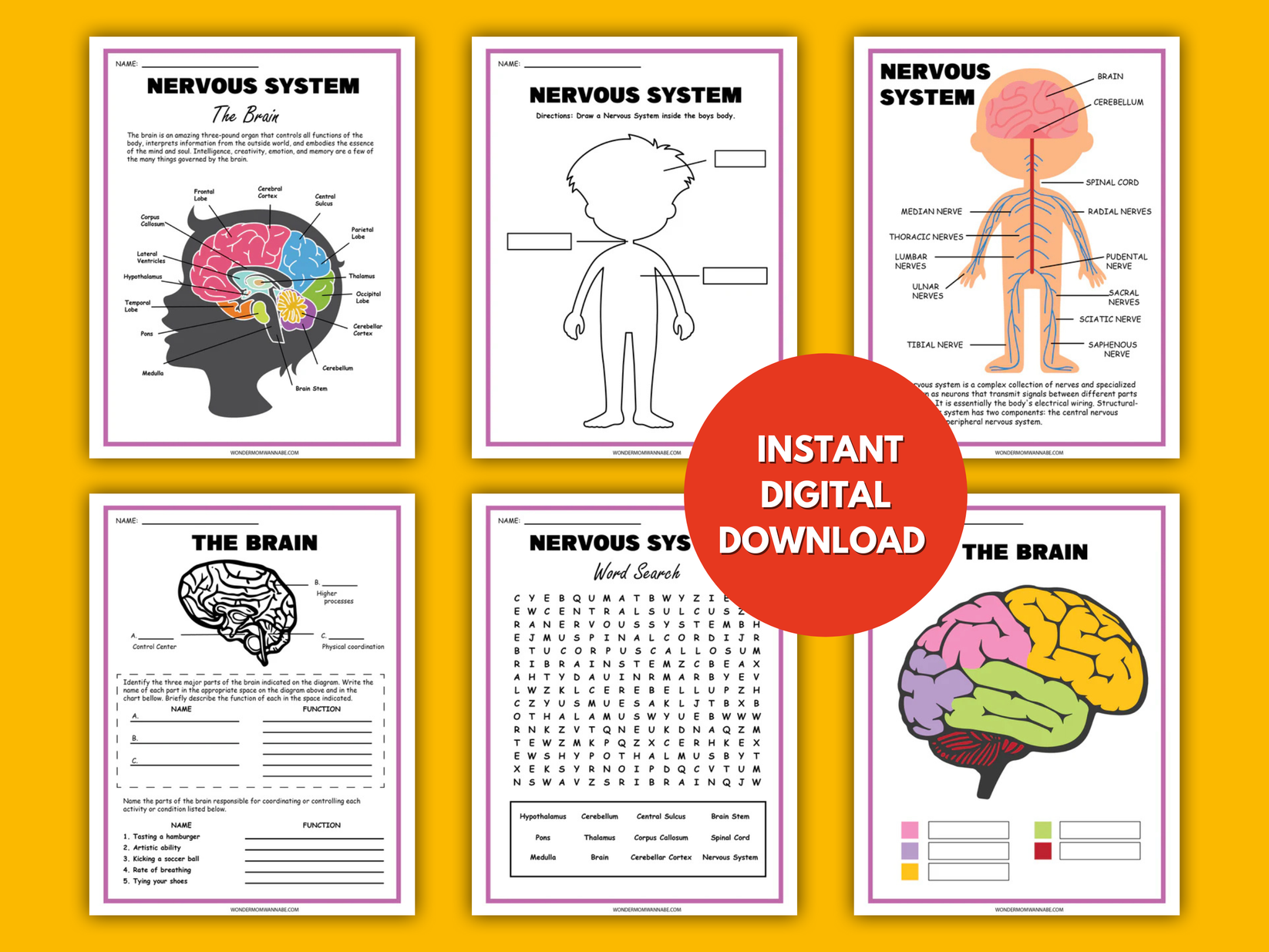Nervous System Activity Set – Printable Brain Diagram, Word Search ...