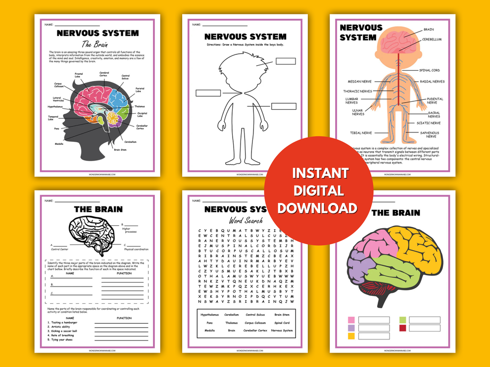 Nervous System Activity Set – Printable Brain Diagram, Word Search ...
