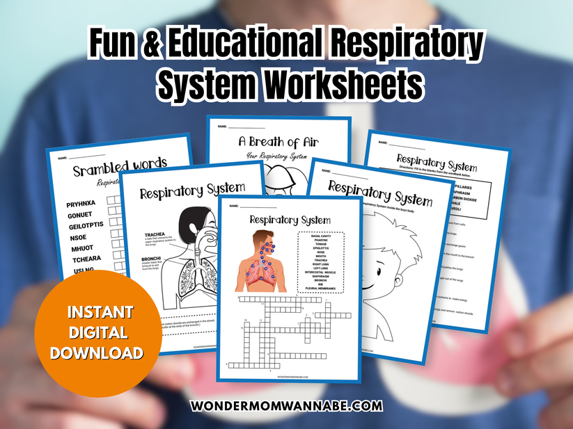 Respiratory System Activity Set – Printable Respiratory Diagram, Word ...