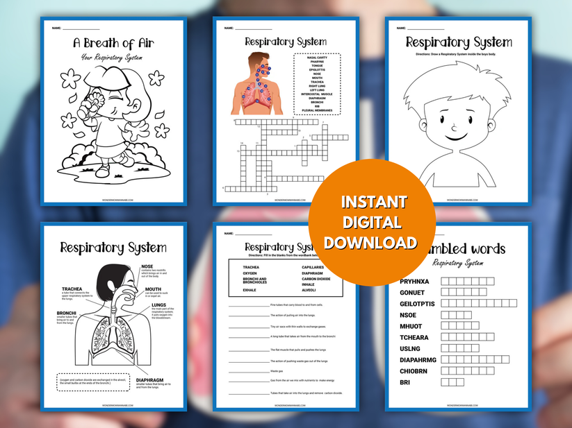 Respiratory System Activity Set – Printable Respiratory Diagram, Word ...